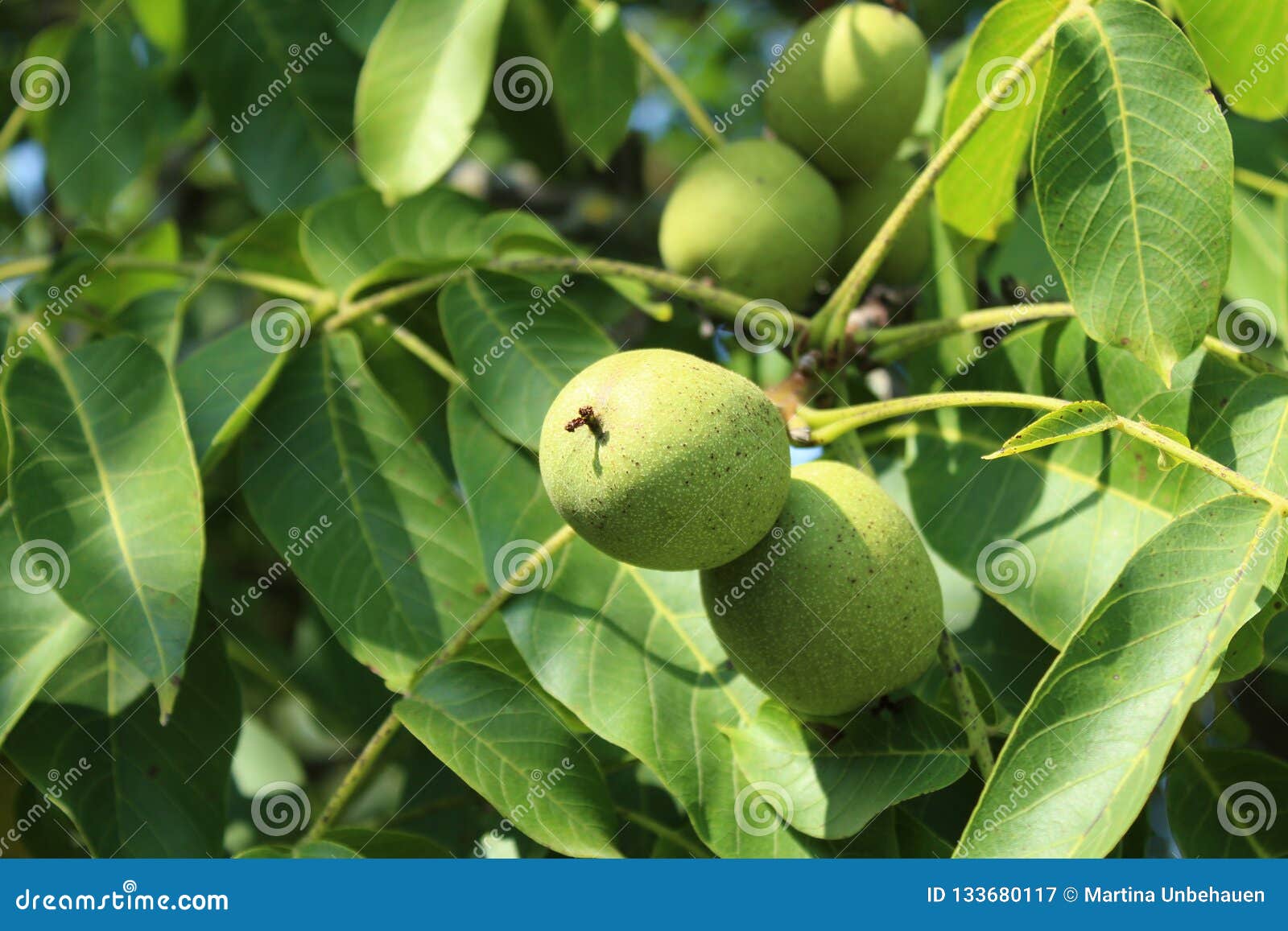 Walnuts in the garden stock image. Image of garden, shells - 133680117