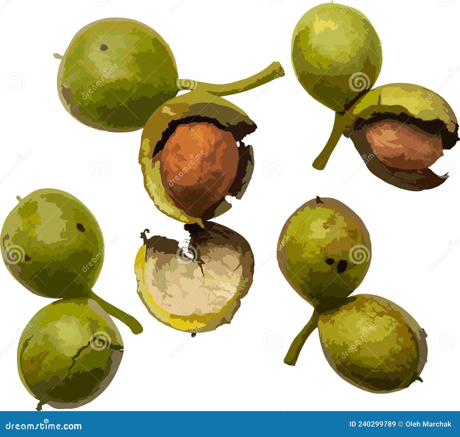 Ripe Walnut, Nut, Walnuts Fruits Green Tree Branch With Leaves Isolated ...