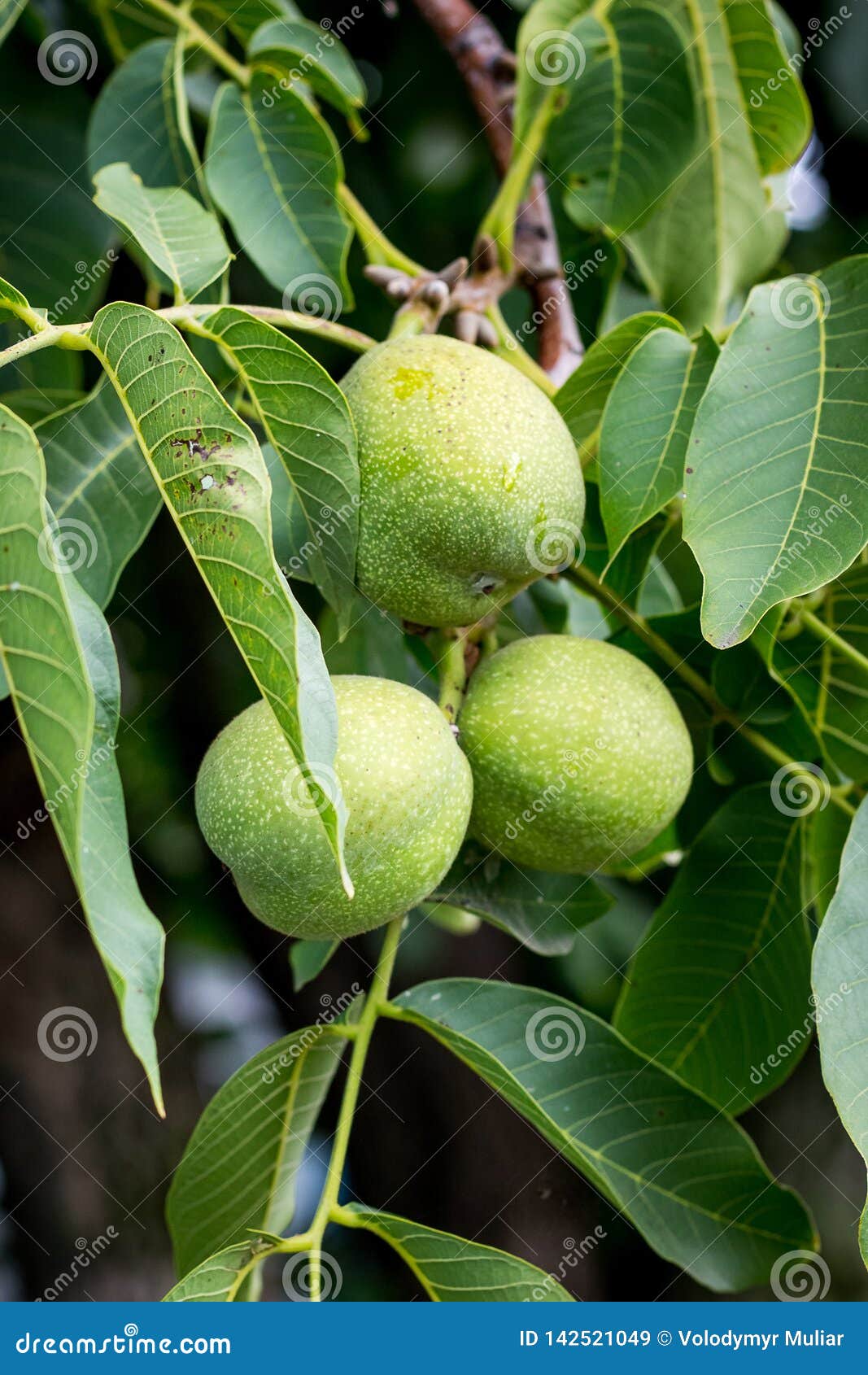 Walnuts in Green Shells Ripen on a Tree_ Stock Image - Image of leaf ...