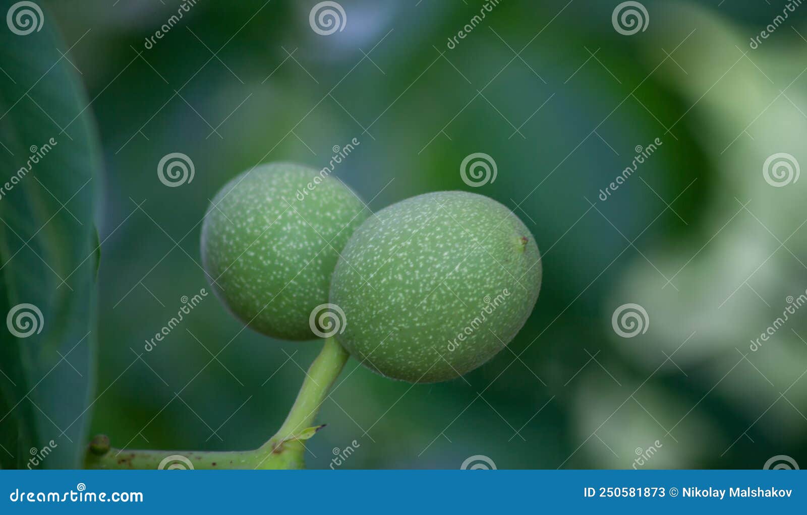 Walnuts Grow on a Branch. Young Walnut on a Tree. Stock Image - Image ...