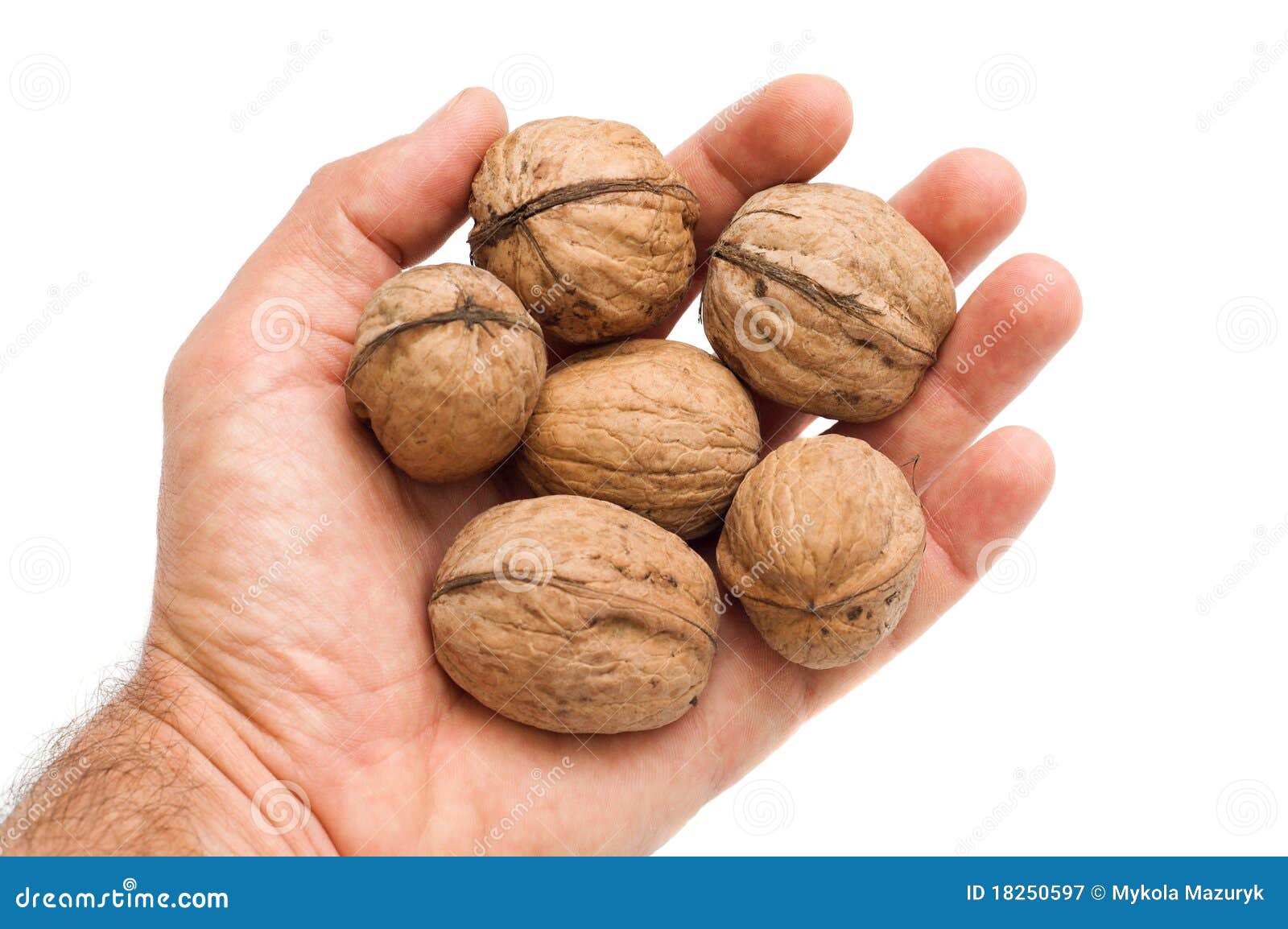 Walnuts in hand stock image. Image of finger, dessert - 18250597