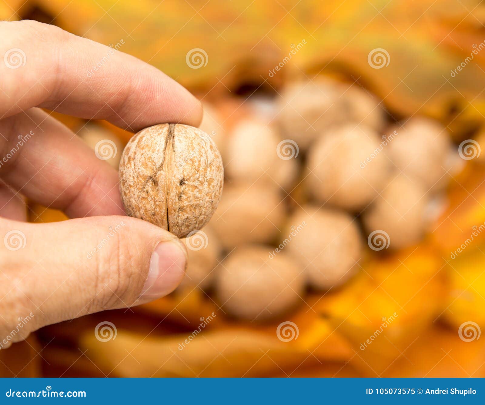 Walnuts in hand in autumn stock image. Image of wood - 105073575