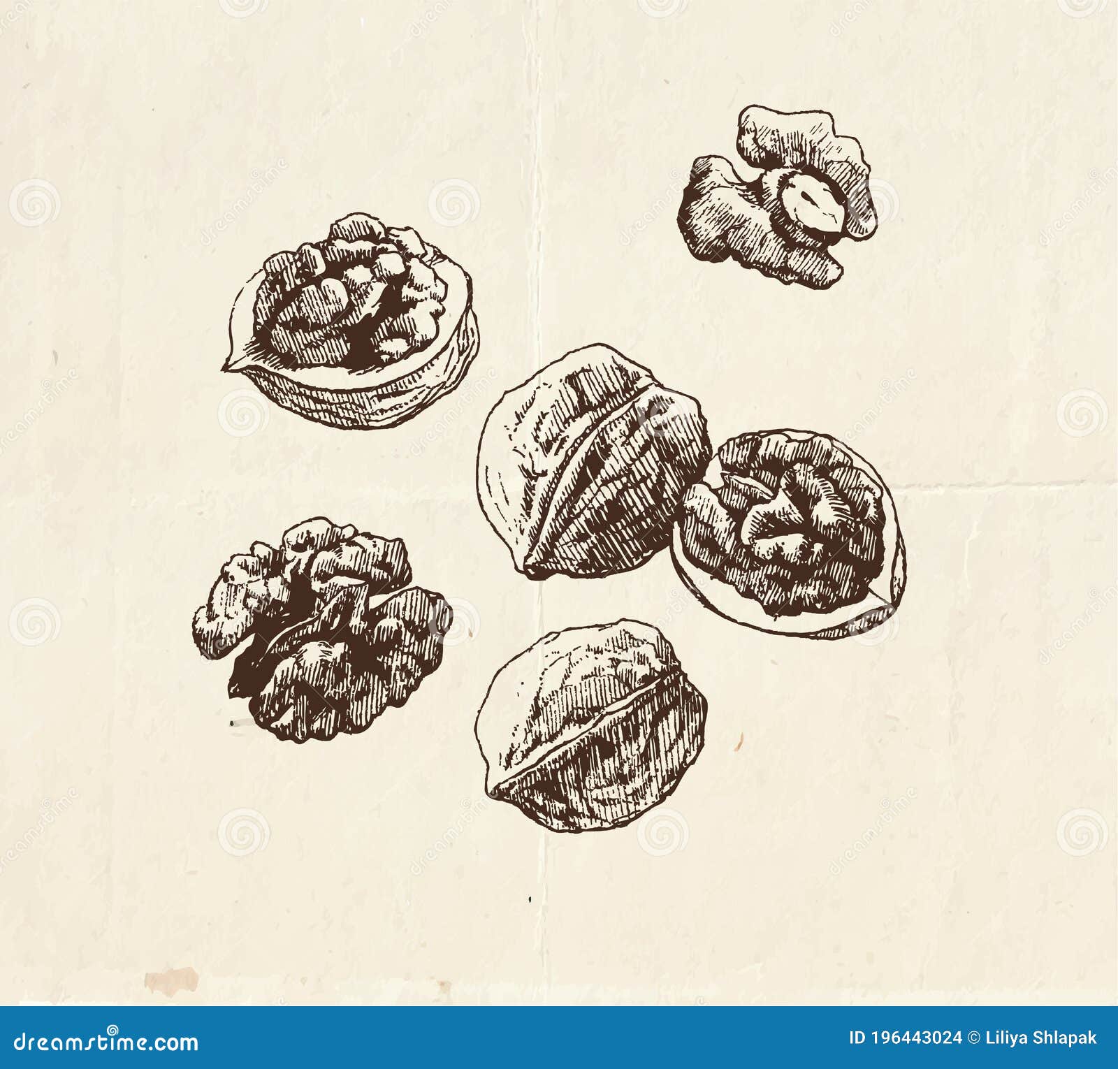 Walnuts Hand Drawn Illustration, Nut Drawing Stock Vector ...