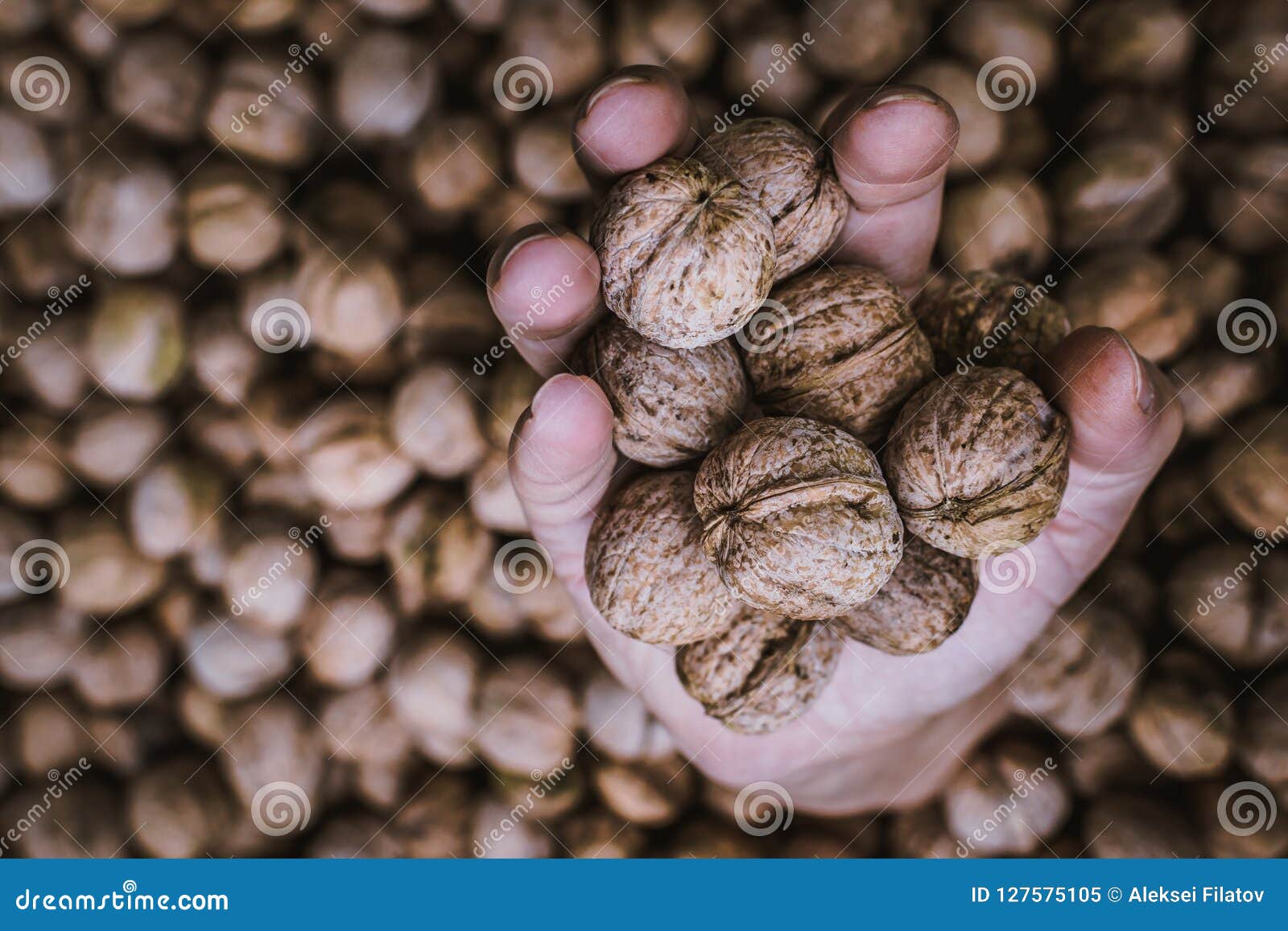 Walnuts in hand stock image. Image of brown, nature - 127575105