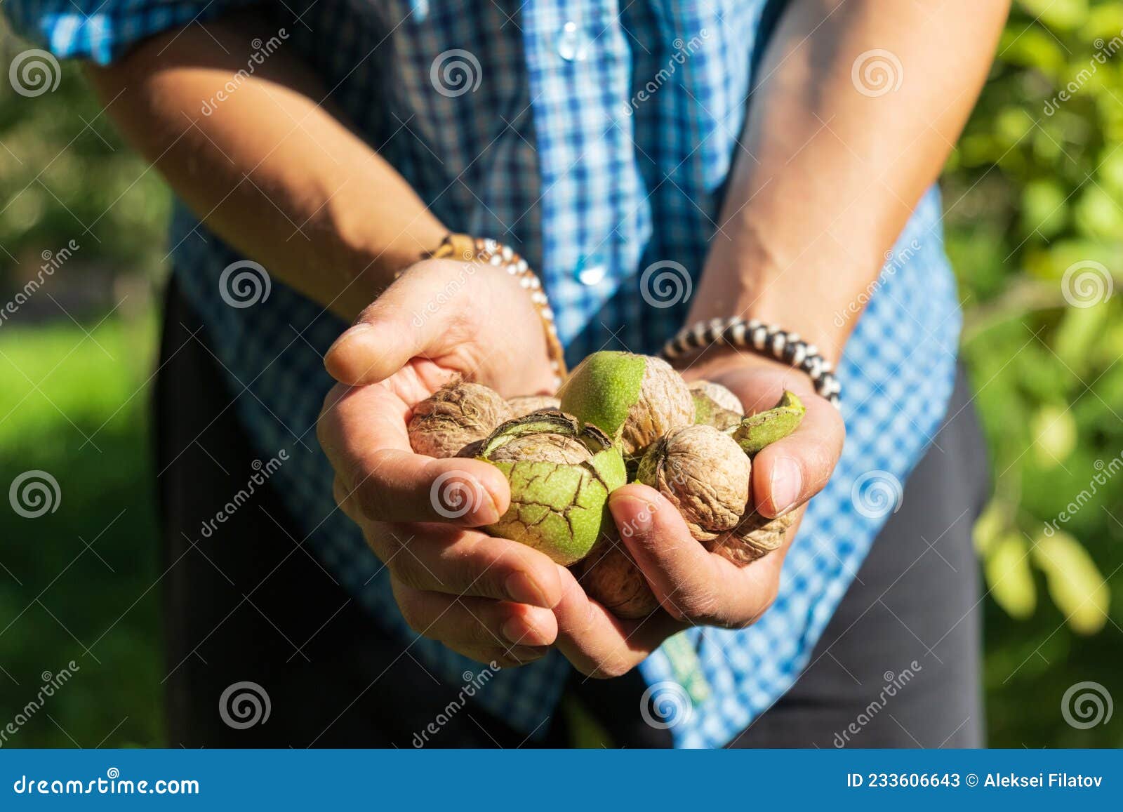 Walnuts in Hand. Fruits of a Walnut. Raw Walnuts in a Green Nutshell ...