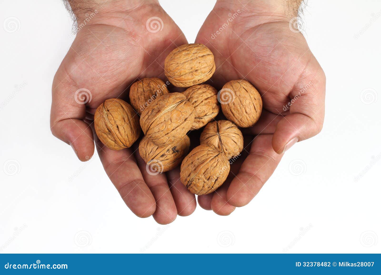 Walnuts and Hands on White Background Stock Photo - Image of common ...