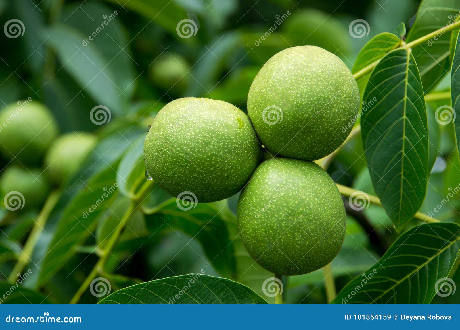 Walnuts hanging on a tree stock image. Image of summer - 101854159