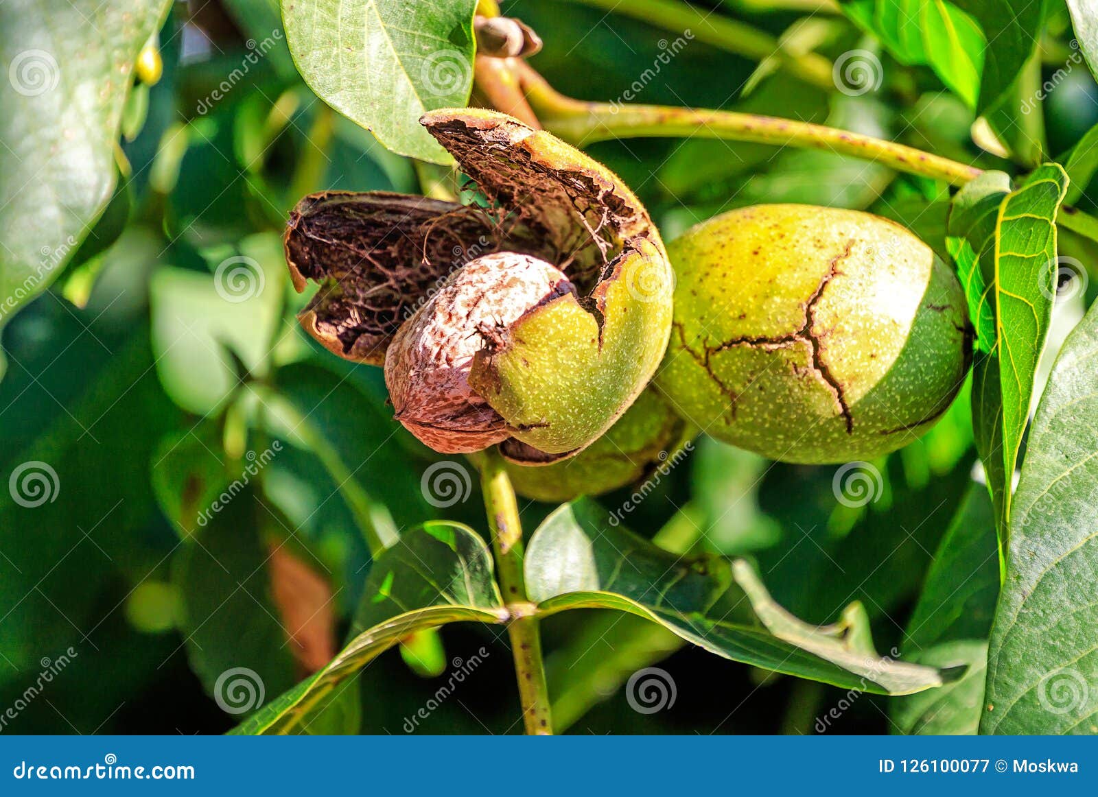 Immediately the Green Walnut Outer Shell is Breaking Stock Image ...