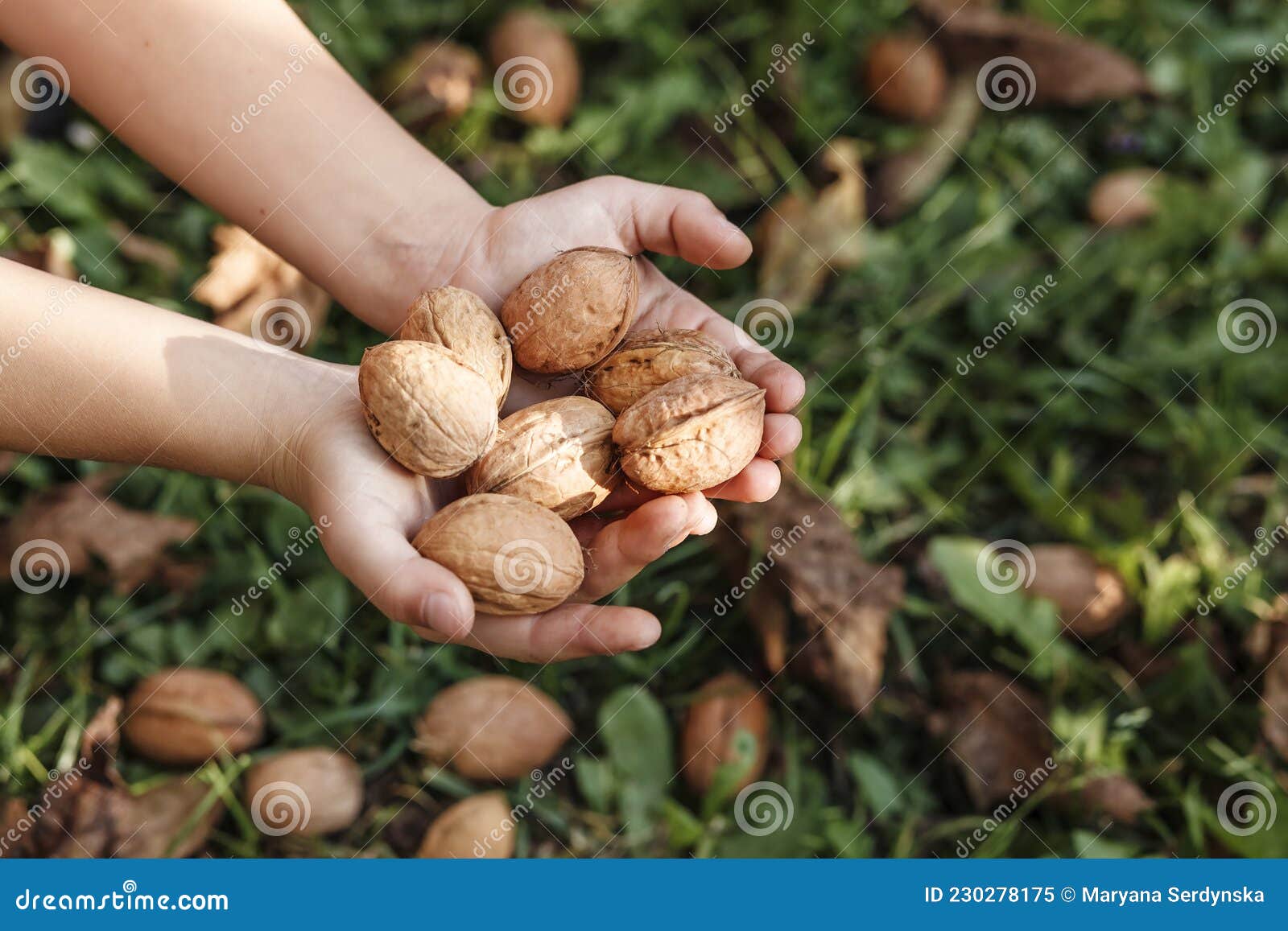 Walnuts harvest in hands stock image. Image of fungus - 230278175