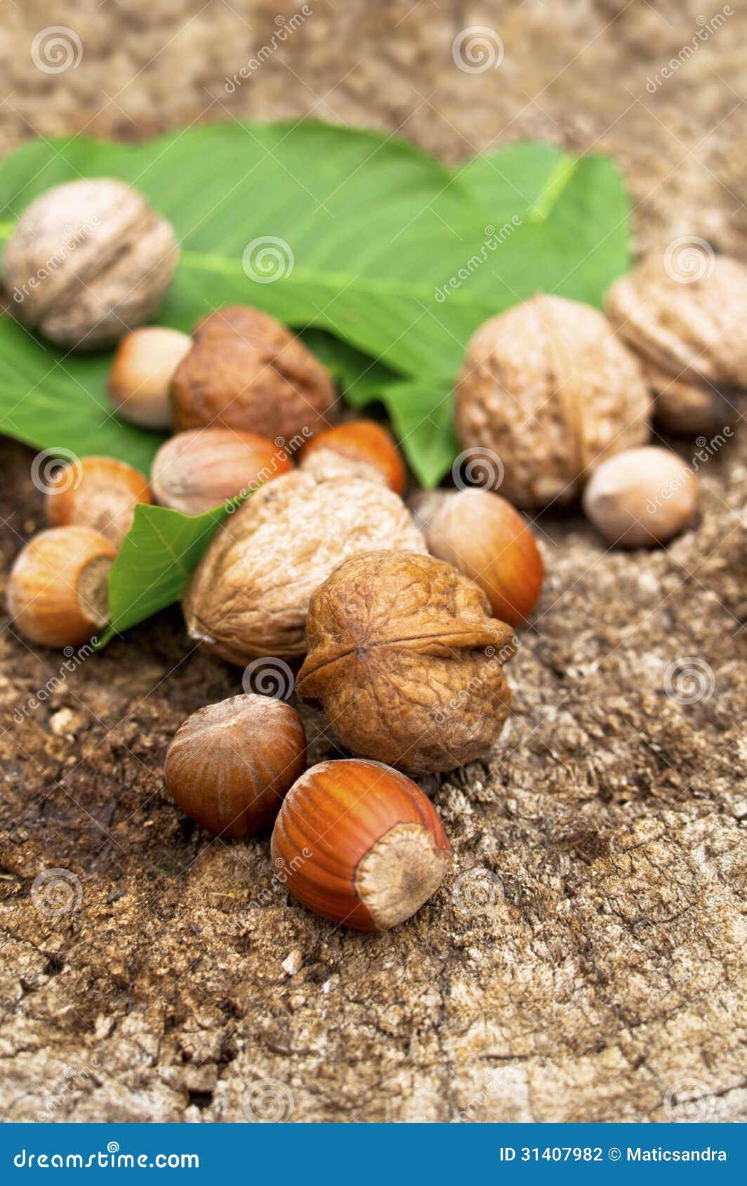 Walnuts and Hazelnut on Old Wooden Table Stock Photo - Image of fall ...