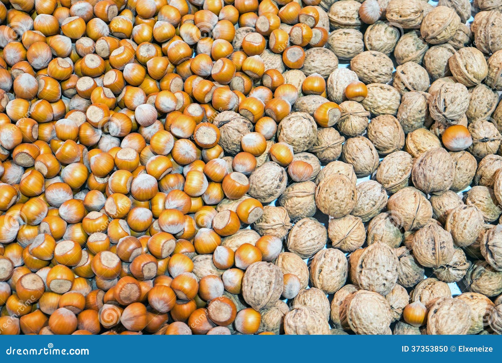 Walnuts and hazelnuts stock photo. Image of ripe, gourmet - 37353850