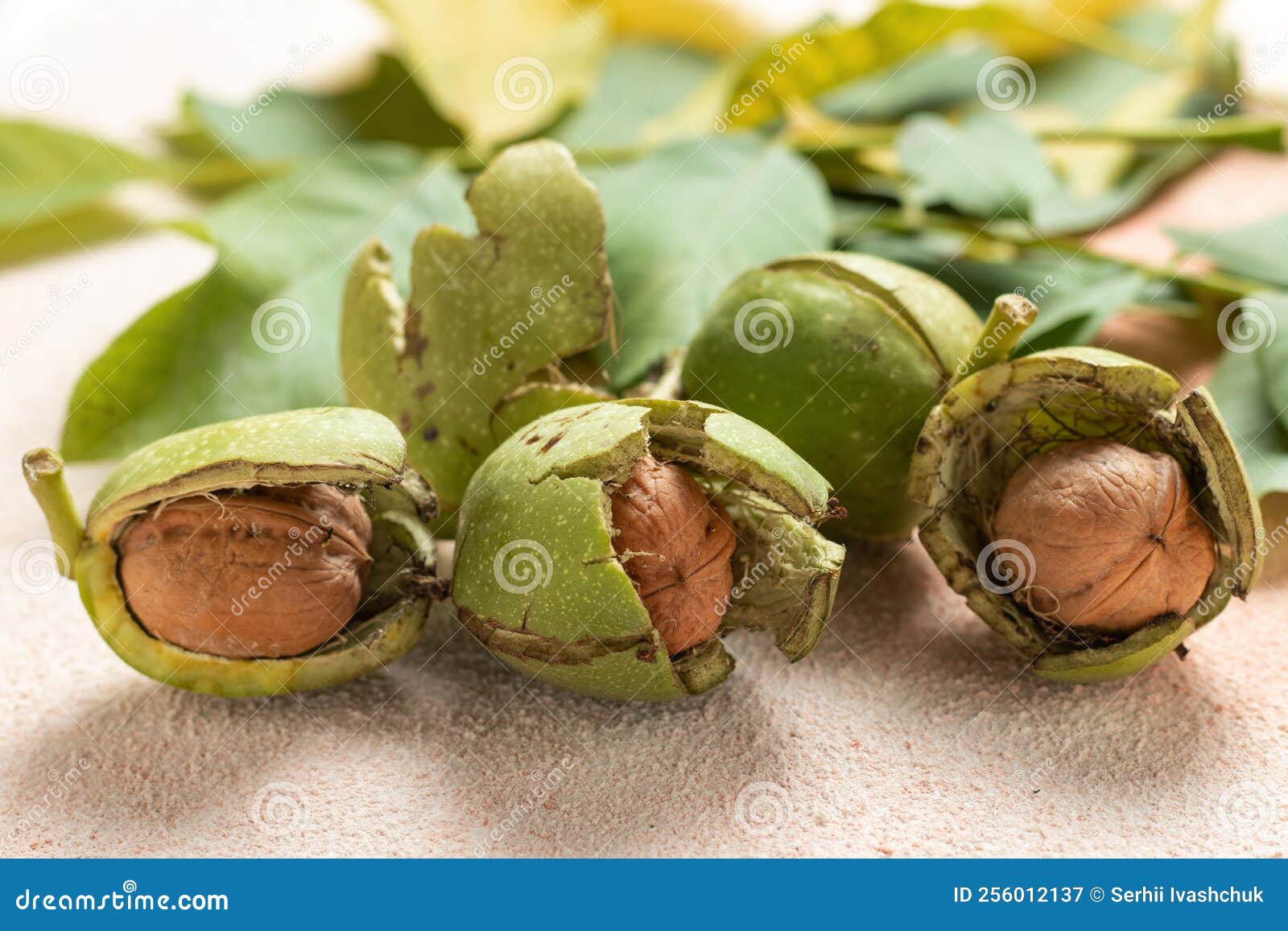 Walnuts Inside the Green Husk. Stock Image - Image of space, shell ...