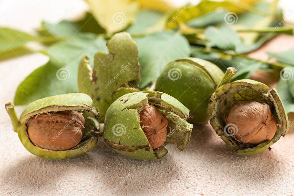 Walnuts Inside the Green Husk. Stock Image - Image of space, shell ...