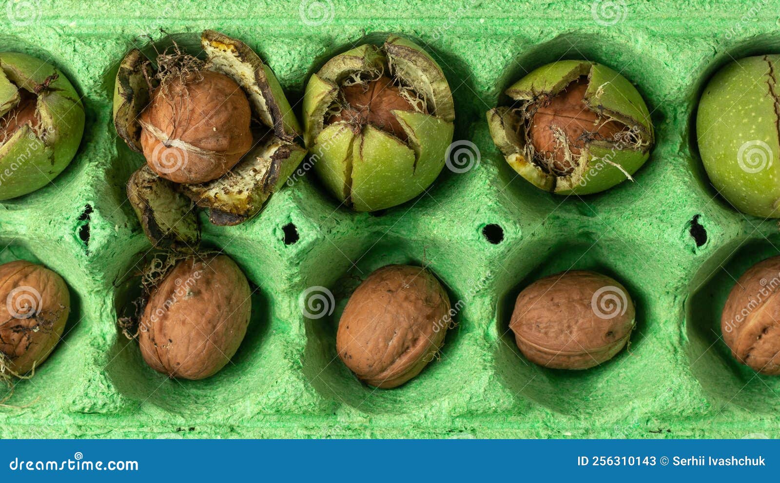 Walnuts Inside and Outside the Green Husk. Stock Image - Image of husk ...