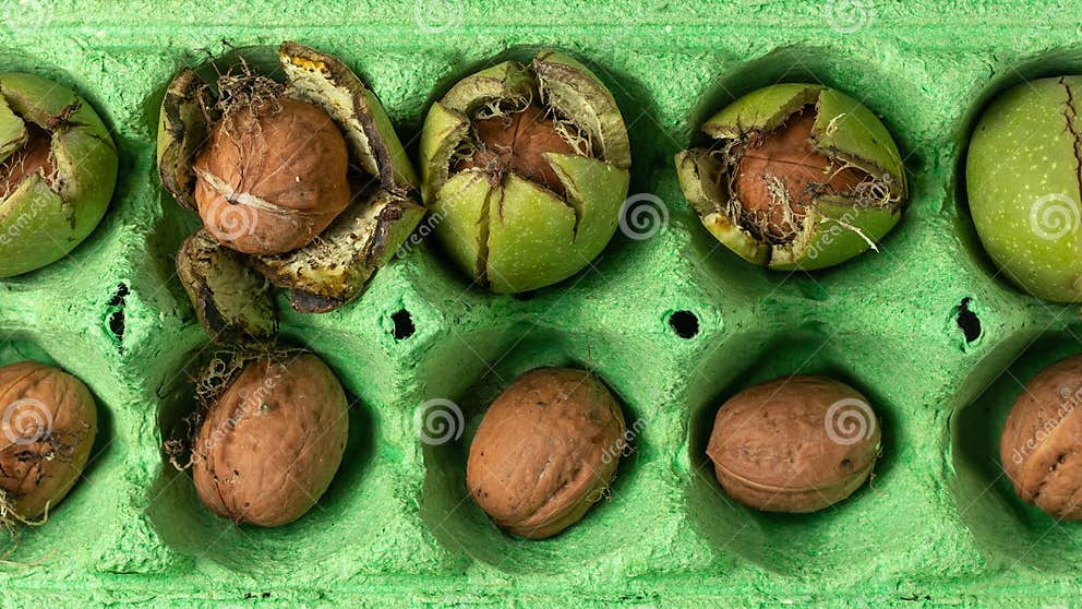 Walnuts Inside and Outside the Green Husk. Stock Image - Image of husk ...