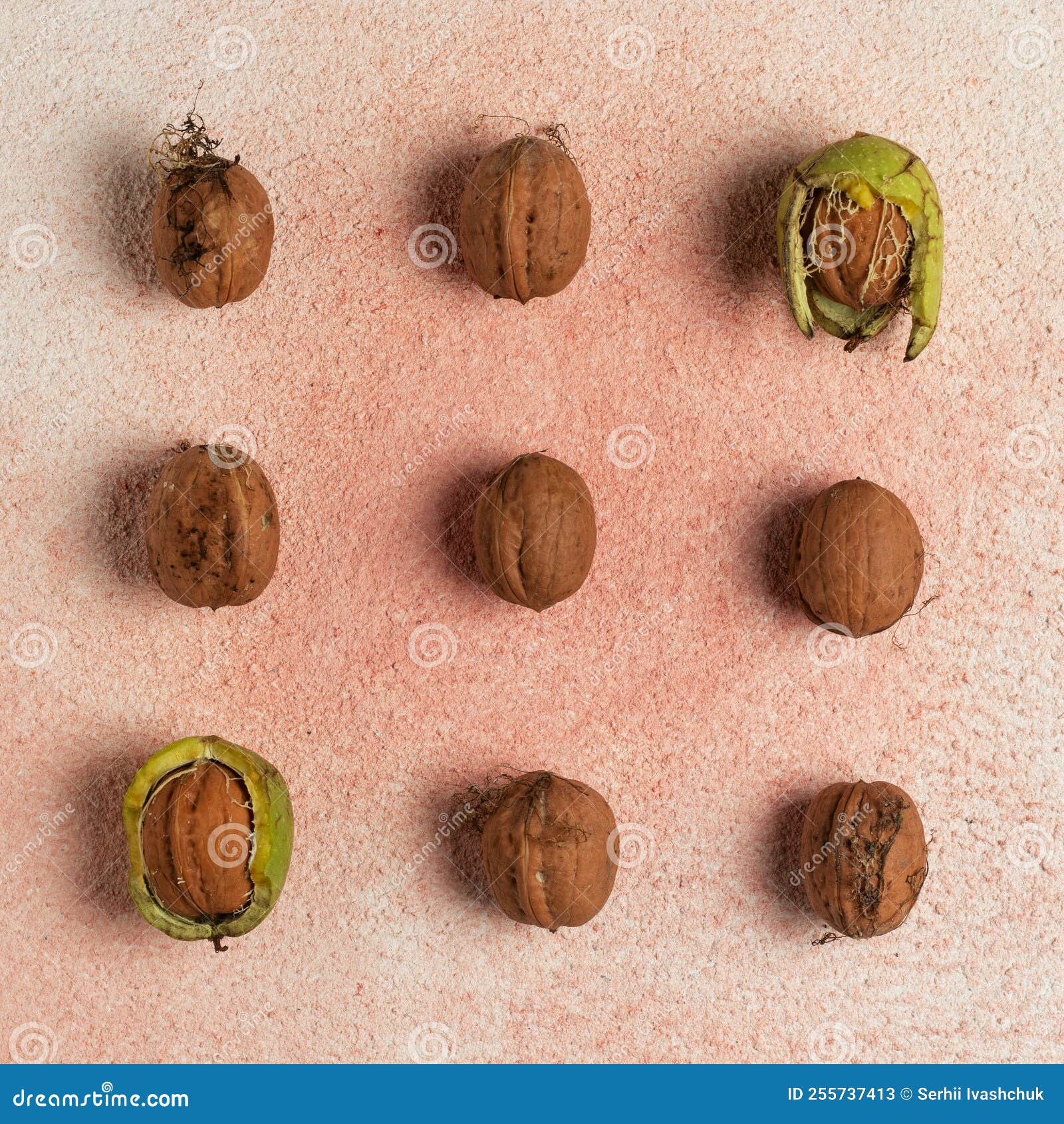 Walnuts Inside and Outside the Green Husk. Stock Image - Image of shell ...