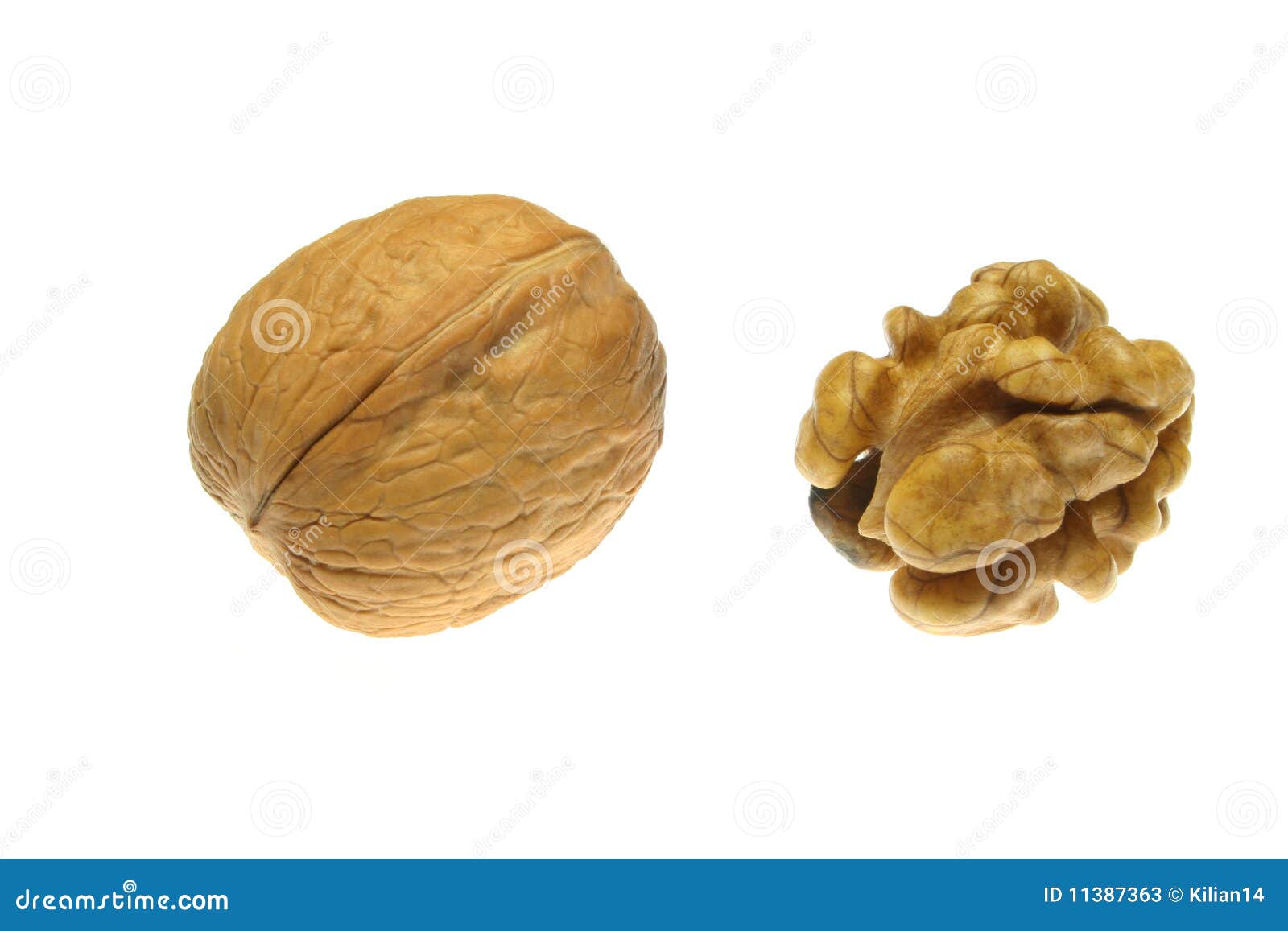 Walnuts Isolated on White Background Stock Image - Image of macro ...
