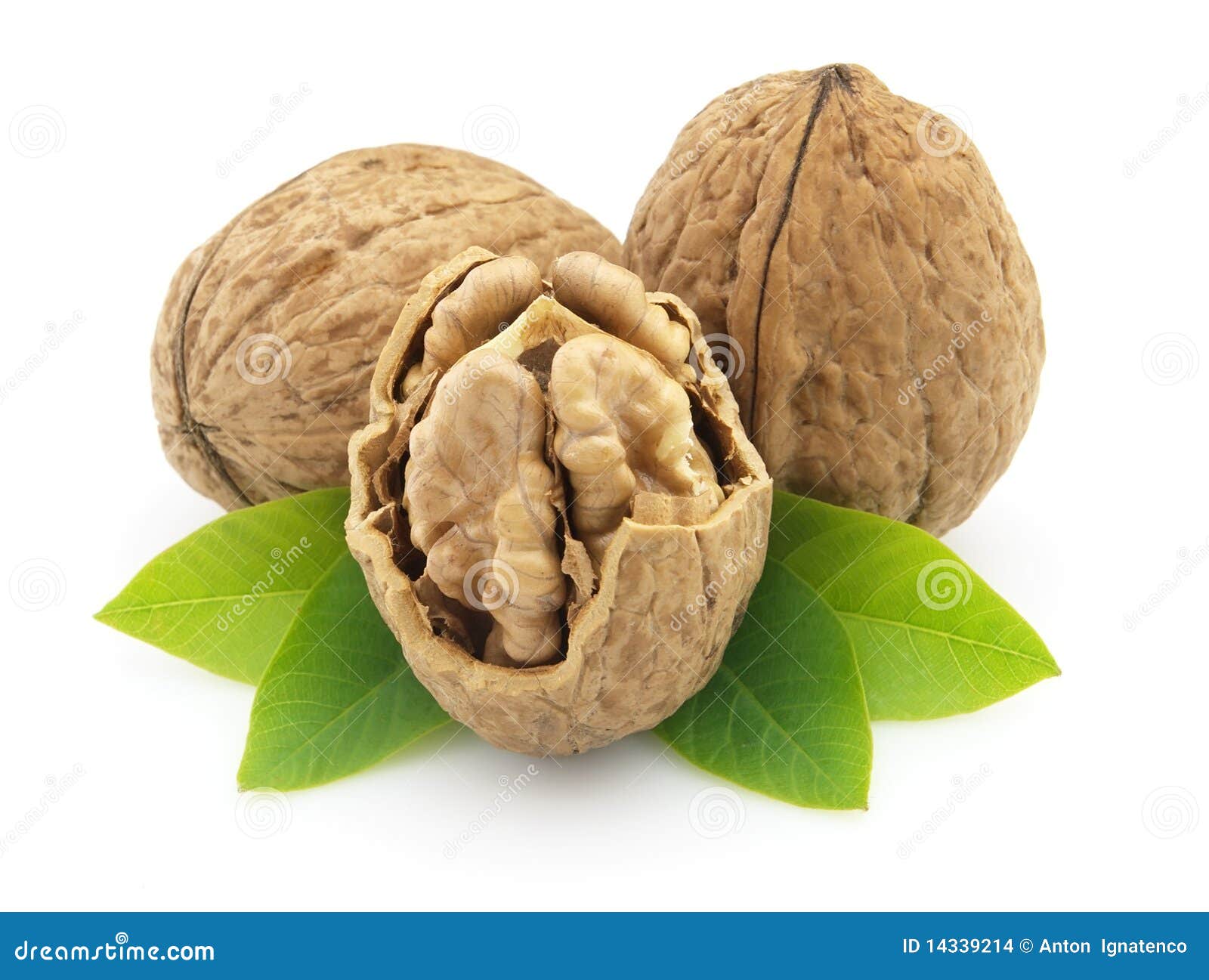 Collection of My Collection Of Wallnuts Photos - Dreamstime ID:27387