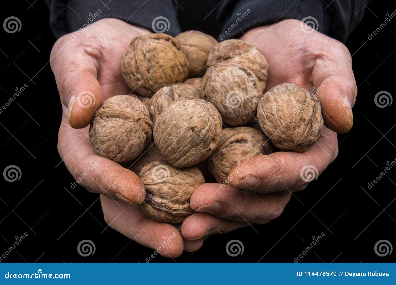 Uncleaned Walnuts in the Hands of a Farmer Stock Image - Image of ...