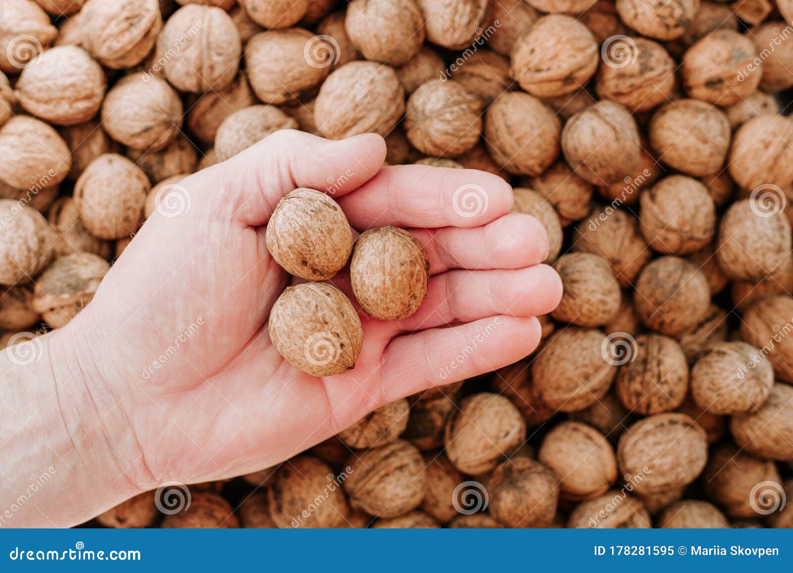 Walnuts in Man Hand, Hunan Hands Holding Three Walnuts Stock Image ...