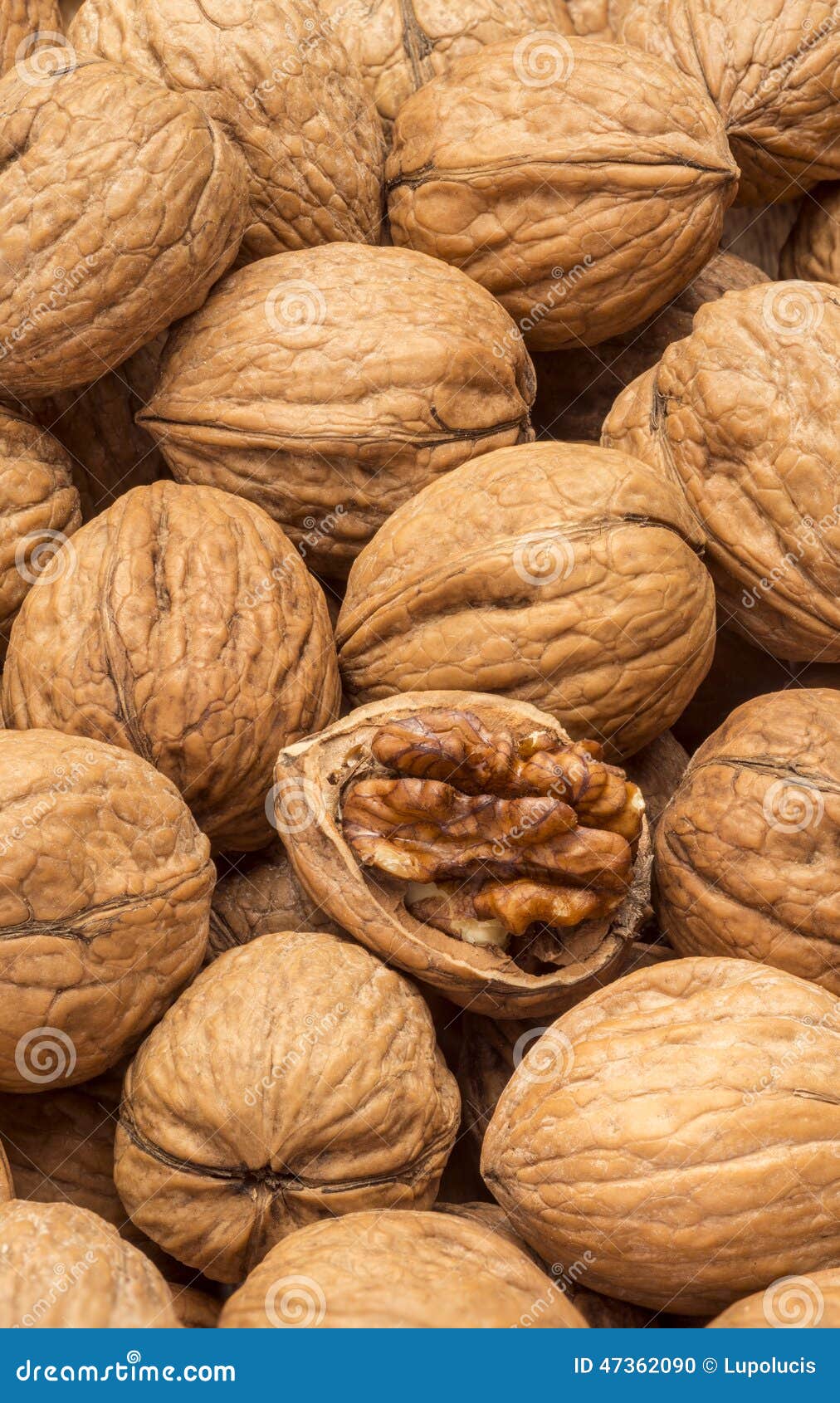 Walnuts with open nut stock photo. Image of background - 47362090