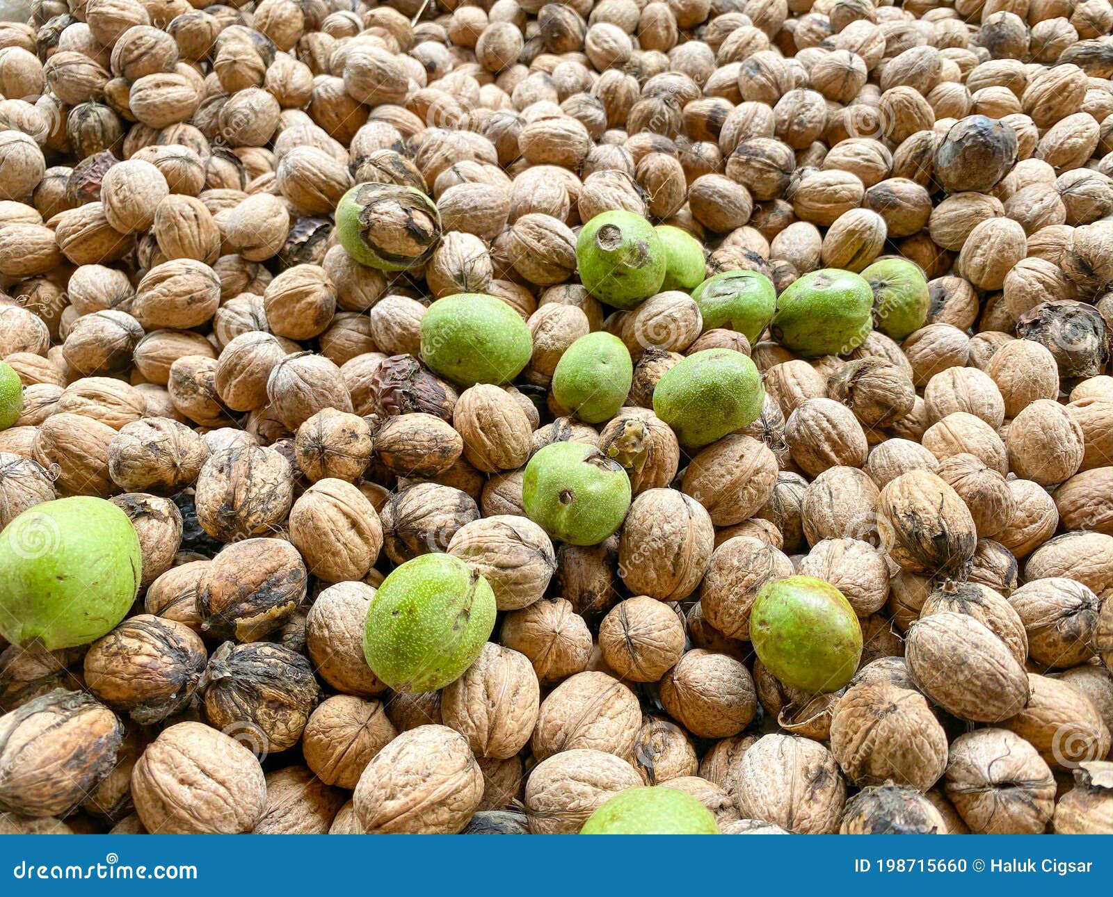 Walnuts Opened the Shell and the Collected Stock Photo - Image of ...
