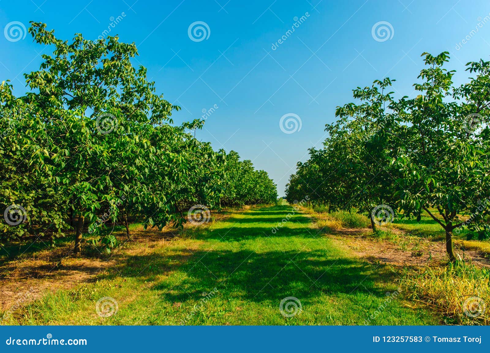 Walnuts Growing in Rows on the Plantation Stock Image - Image of color ...