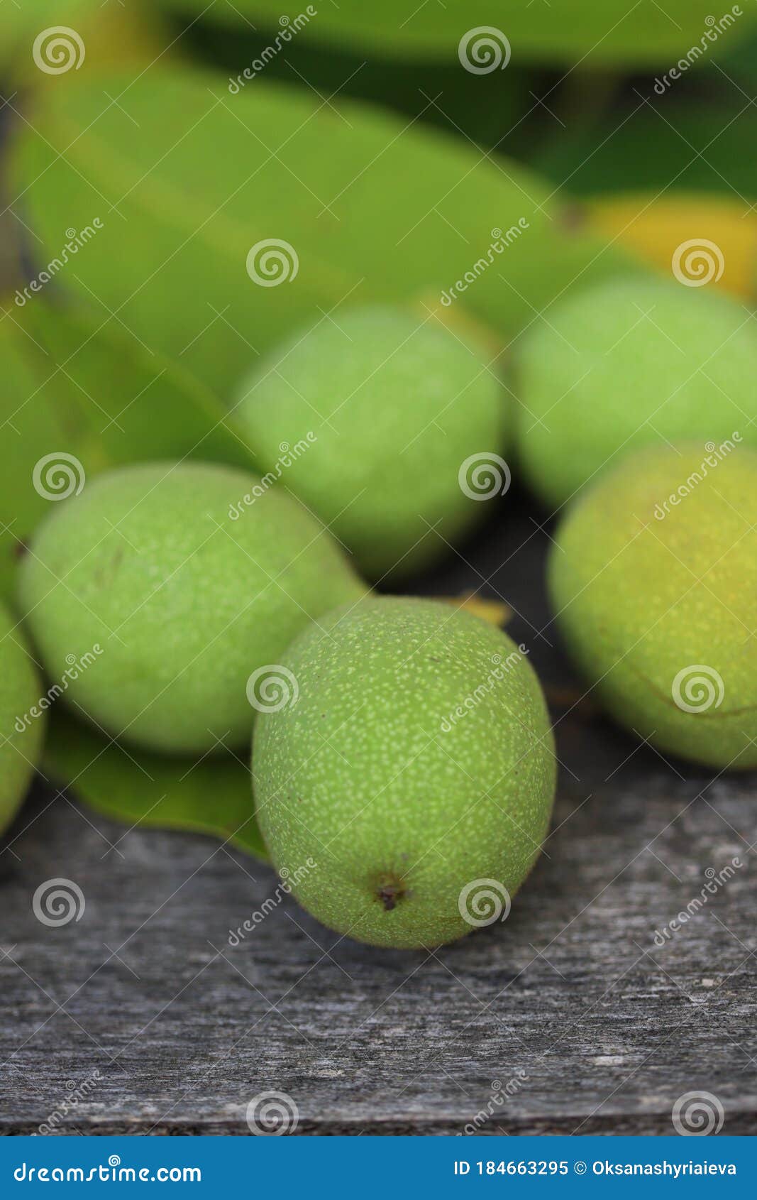 Walnuts Plucked from a Tree in a Green Shell. Harvest of Walnuts ...
