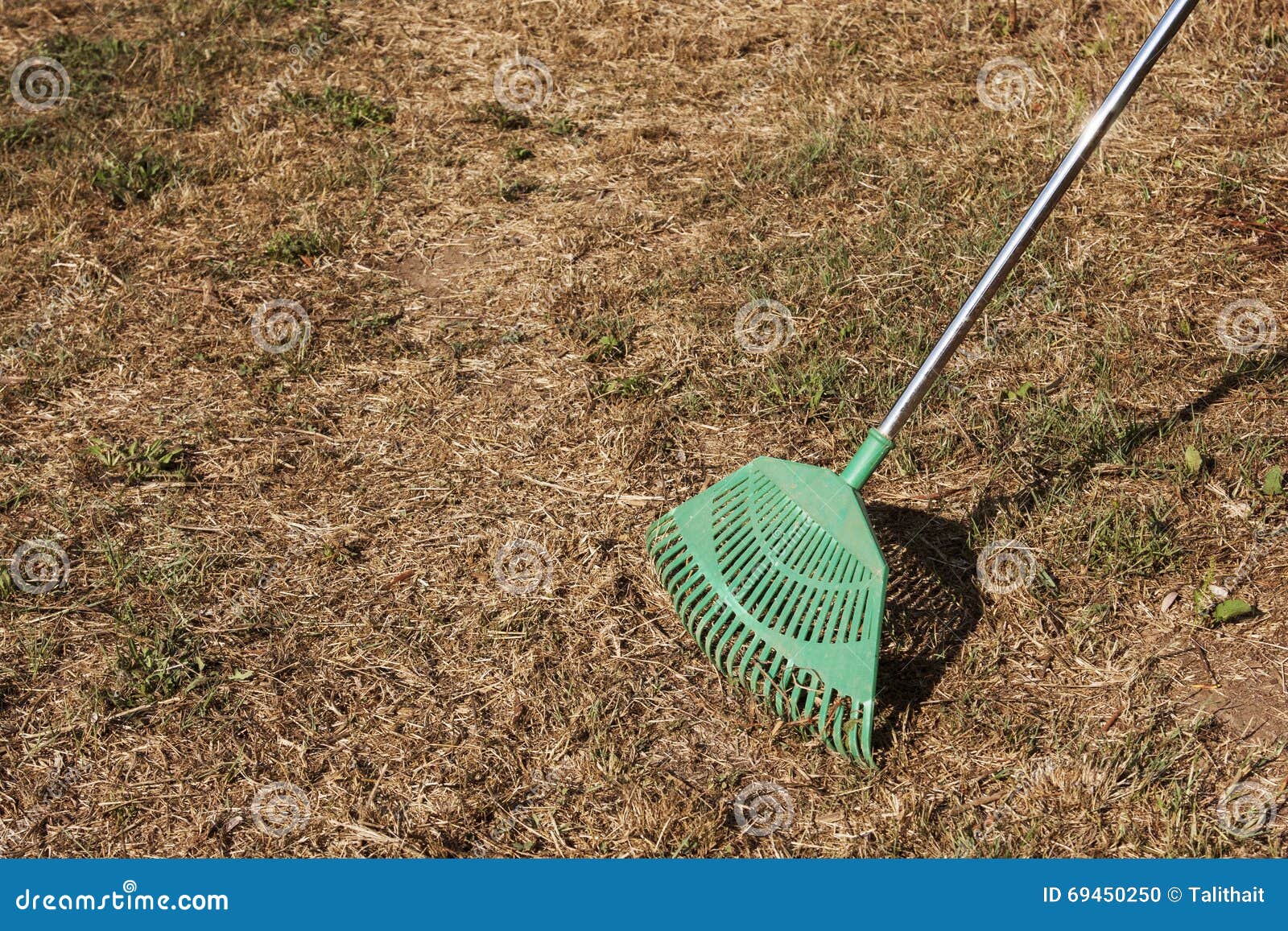 Walnuts with a rake stock photo. Image of object, nuts - 69450250