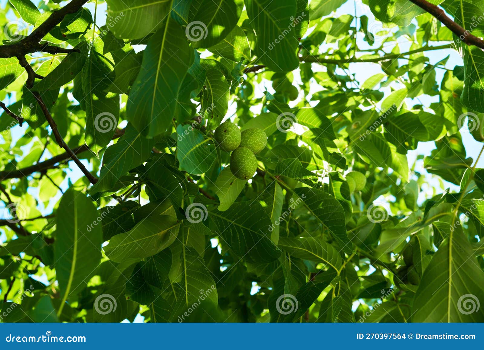 Walnuts Ripe on the Tree, Shot Close-up Stock Photo - Image of natural ...