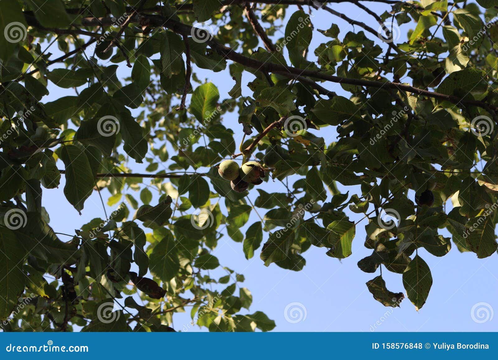 Walnuts Ripened on a Tree in the Fall. they Hang on Branches in Green ...