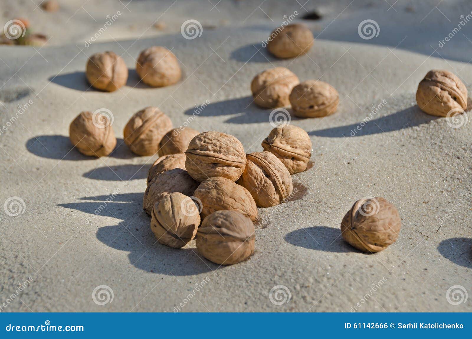 Walnuts on sand stock photo. Image of common, organic - 61142666