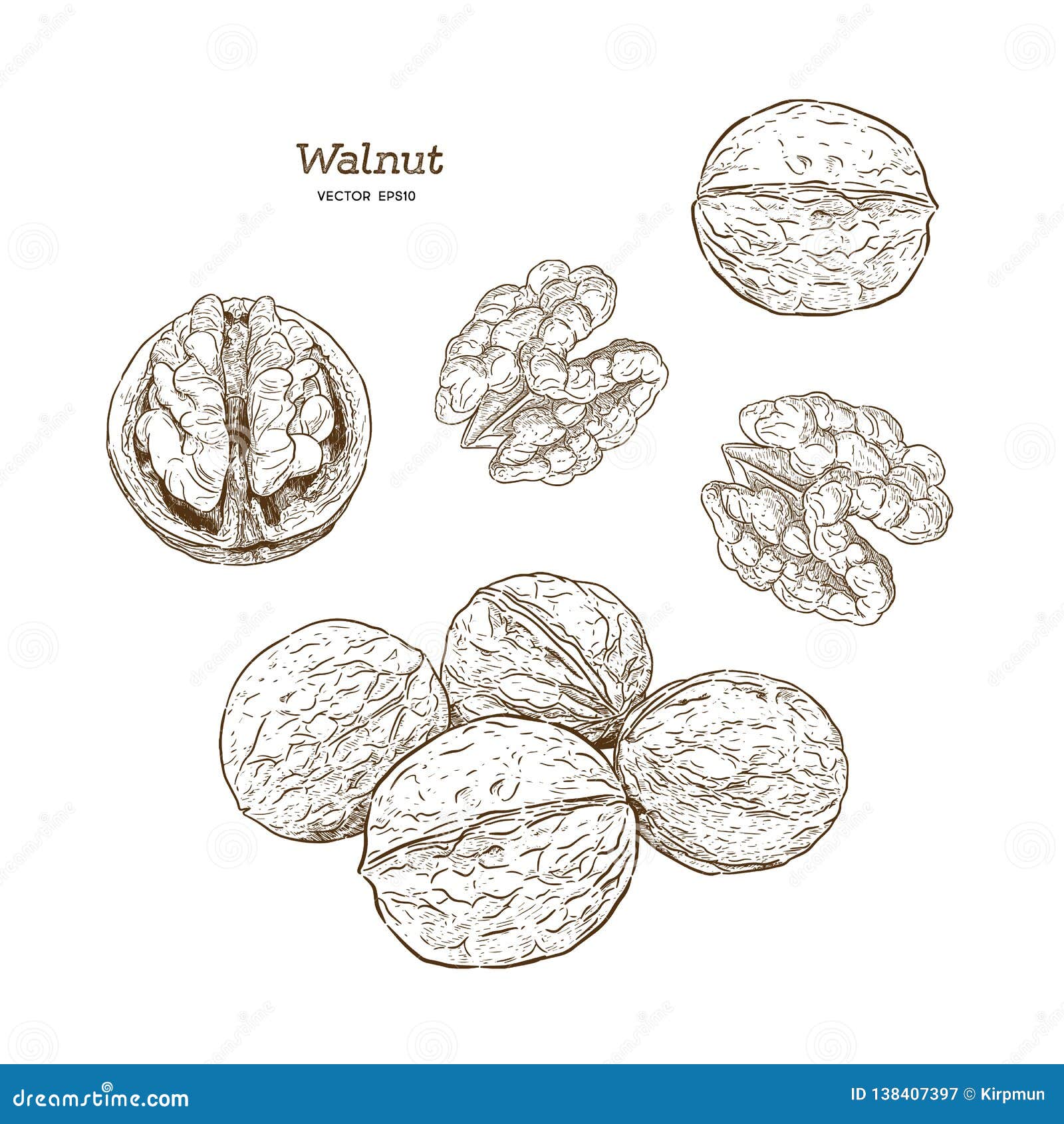 Walnuts Set. Ink Sketch of Nuts. Hand Drawn Vector Illustration Stock ... Walnuts Set. Ink Sketch of Nuts. Hand Drawn Vector Illustration Stock ...