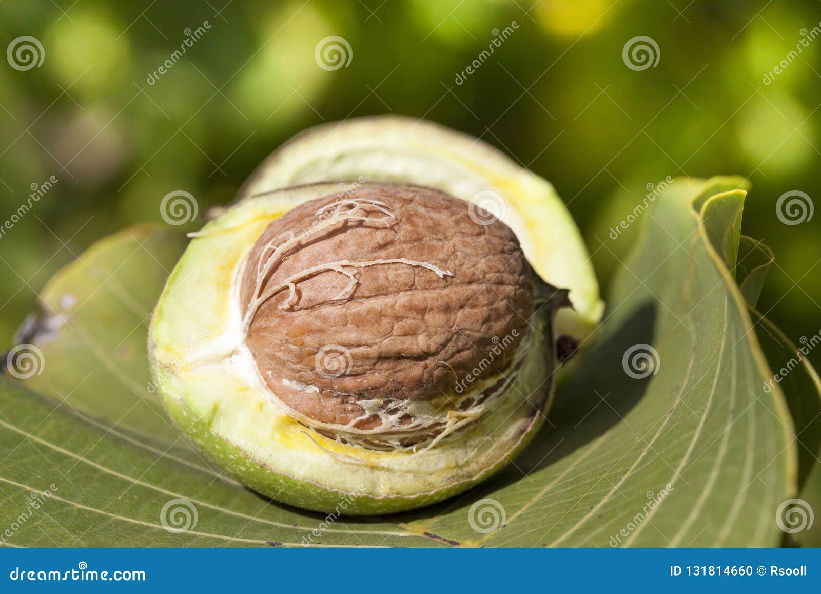 Walnuts in shell stock photo. Image of harvest, food - 131814660