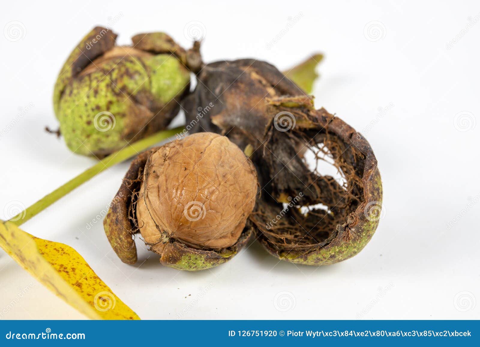 Walnuts in Shell on a White Kitchen Table. Fruit for Desserts an Stock ...