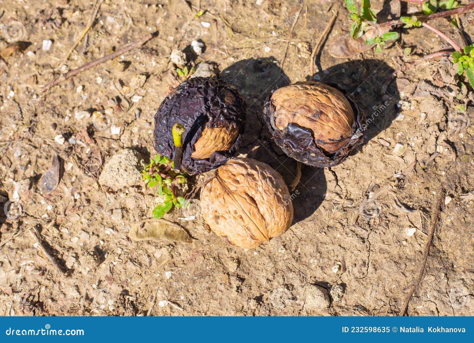 Walnuts in Shells on the Ground. Collecting Nuts in the Fall in the ...