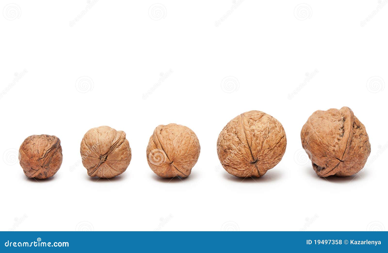 Walnuts from Small To Big Isolated Stock Photo - Image of macro, steps ...