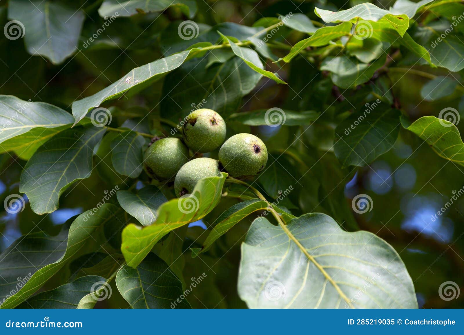 Walnuts Still Hanging from the Tree Stock Image - Image of color, group ...