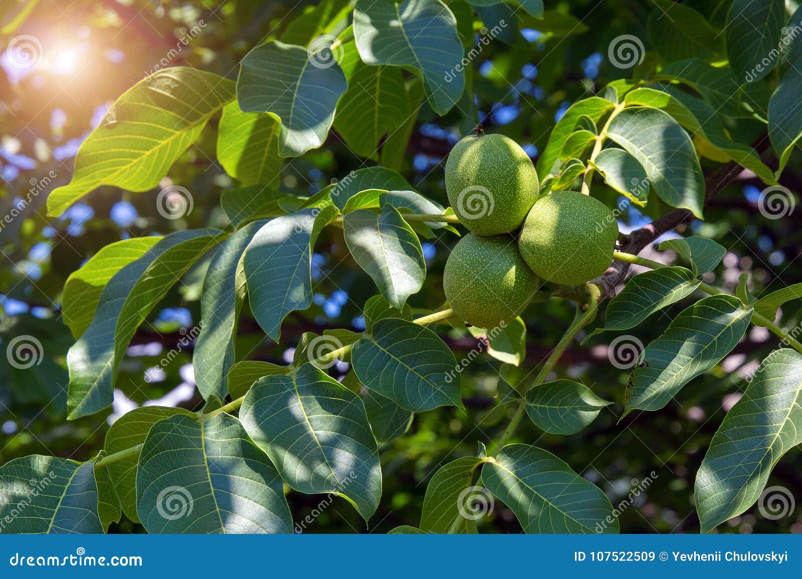 Walnuts are Still Not Ripe, in the Green Shell on the Tree. Wityh ...