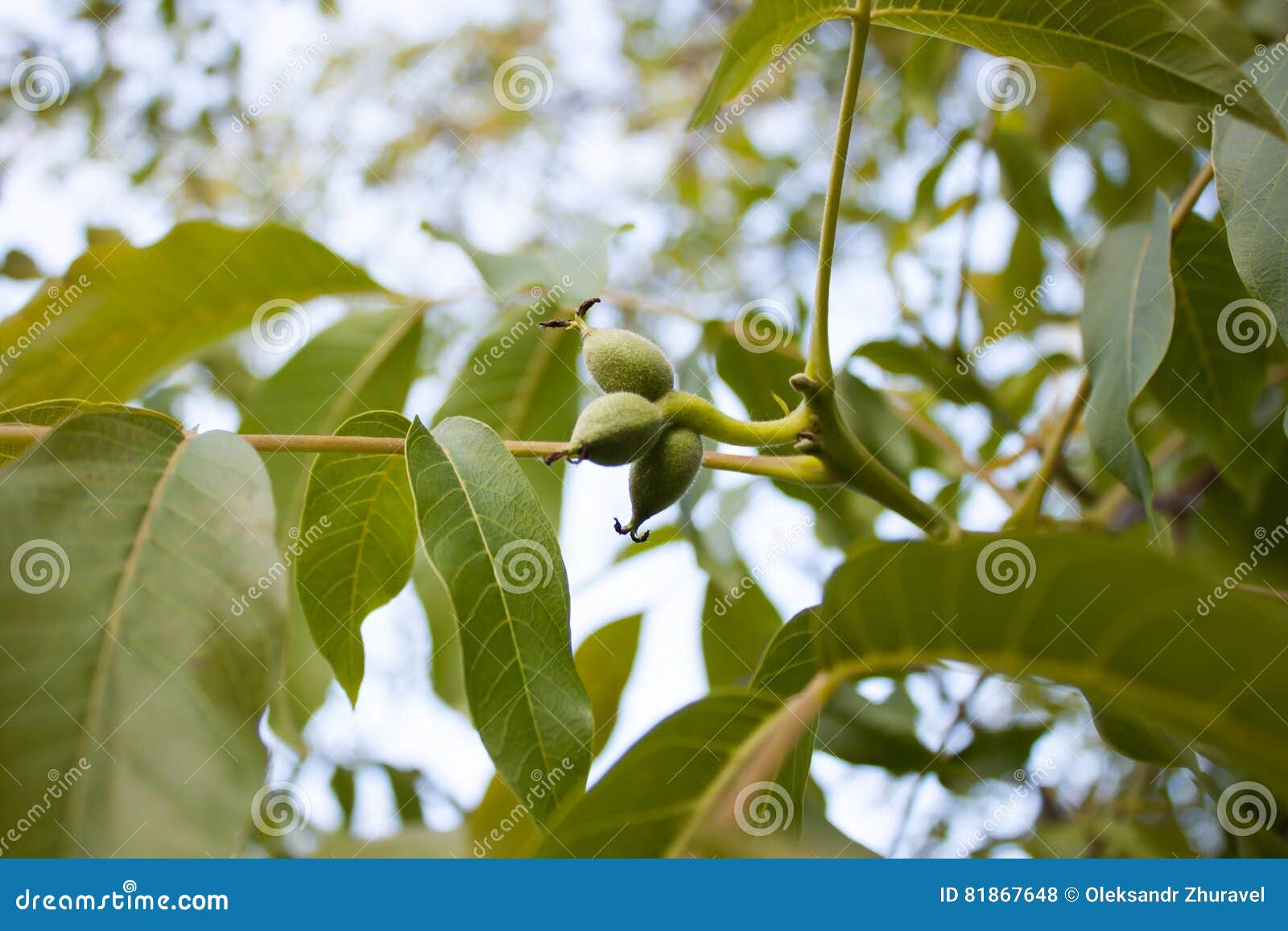 Walnuts stock photo. Image of healthy, garden, agricultural - 81867648