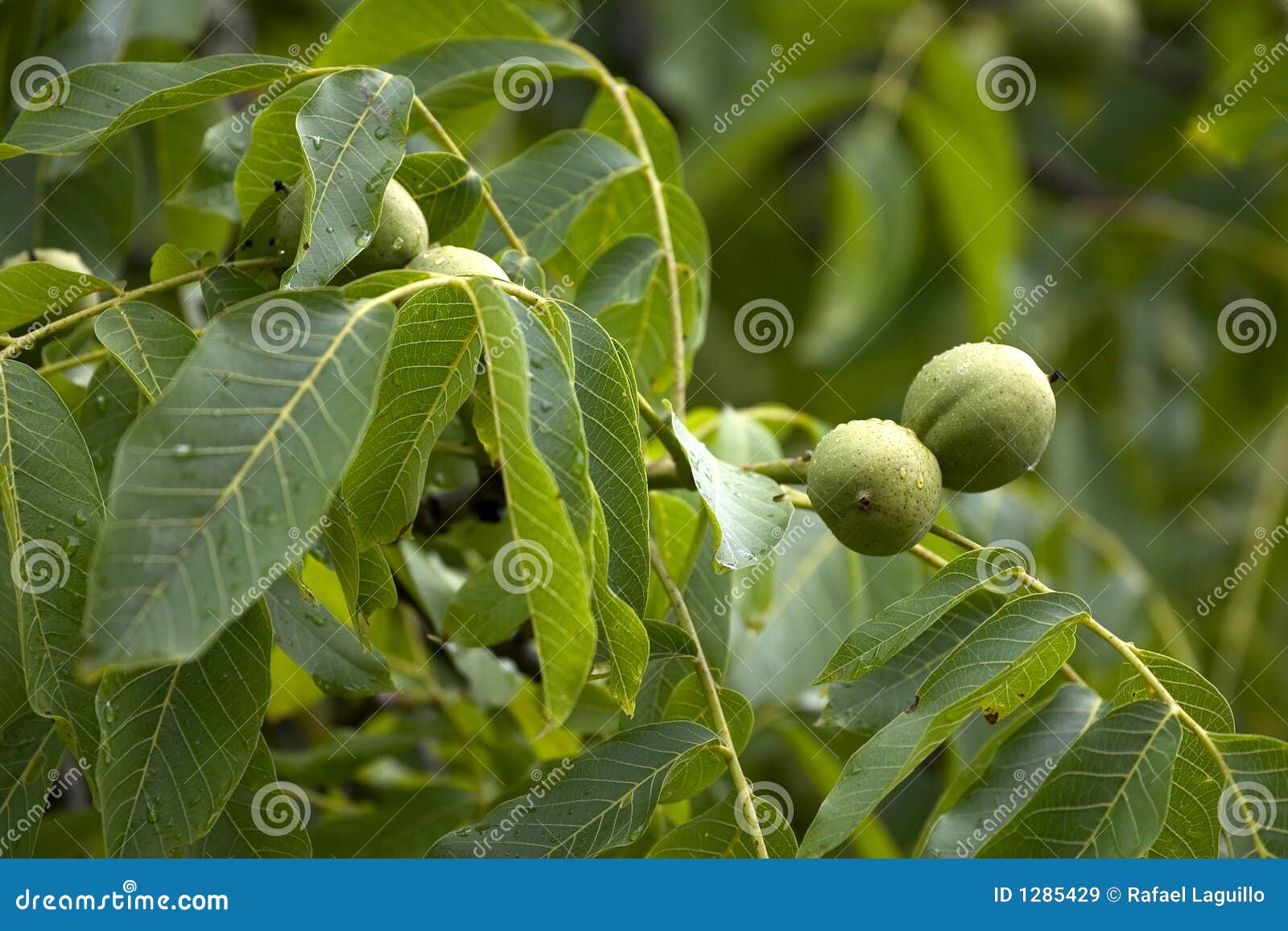 Walnuts on the tree stock image. Image of deciduous, health - 1285429