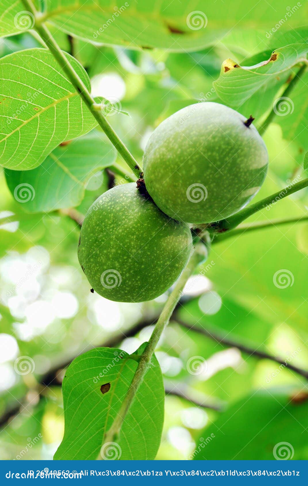 Walnuts on a tree stock photo. Image of pair, eating - 26349562