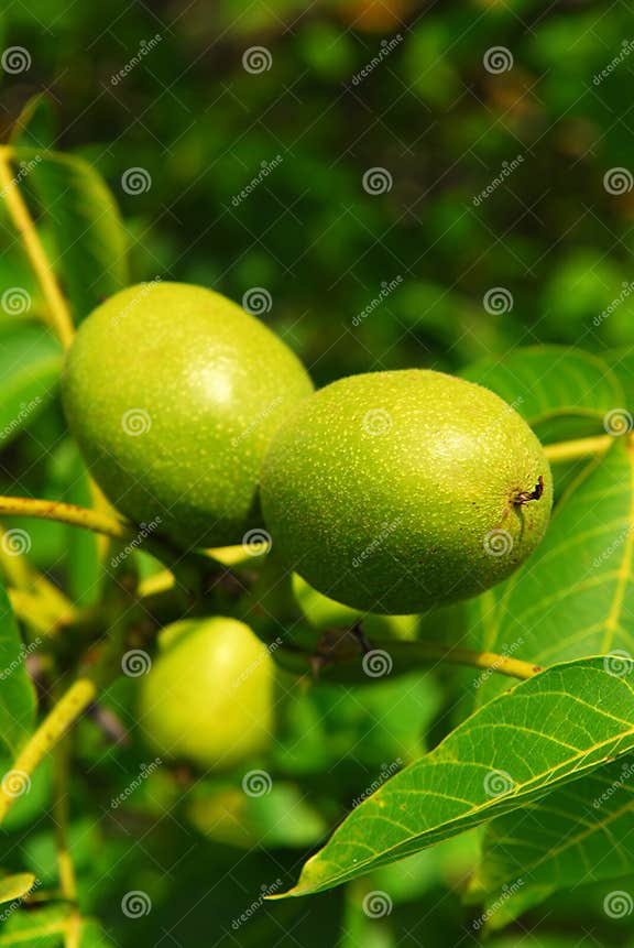 Walnuts on a tree stock image. Image of natural, tree - 4069521