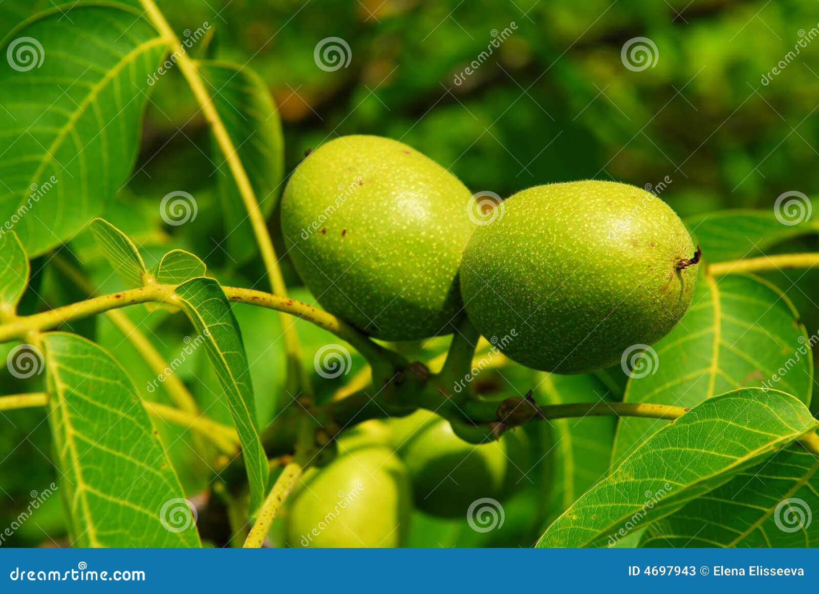 Walnuts on a tree stock image. Image of garden, harvest - 4697943