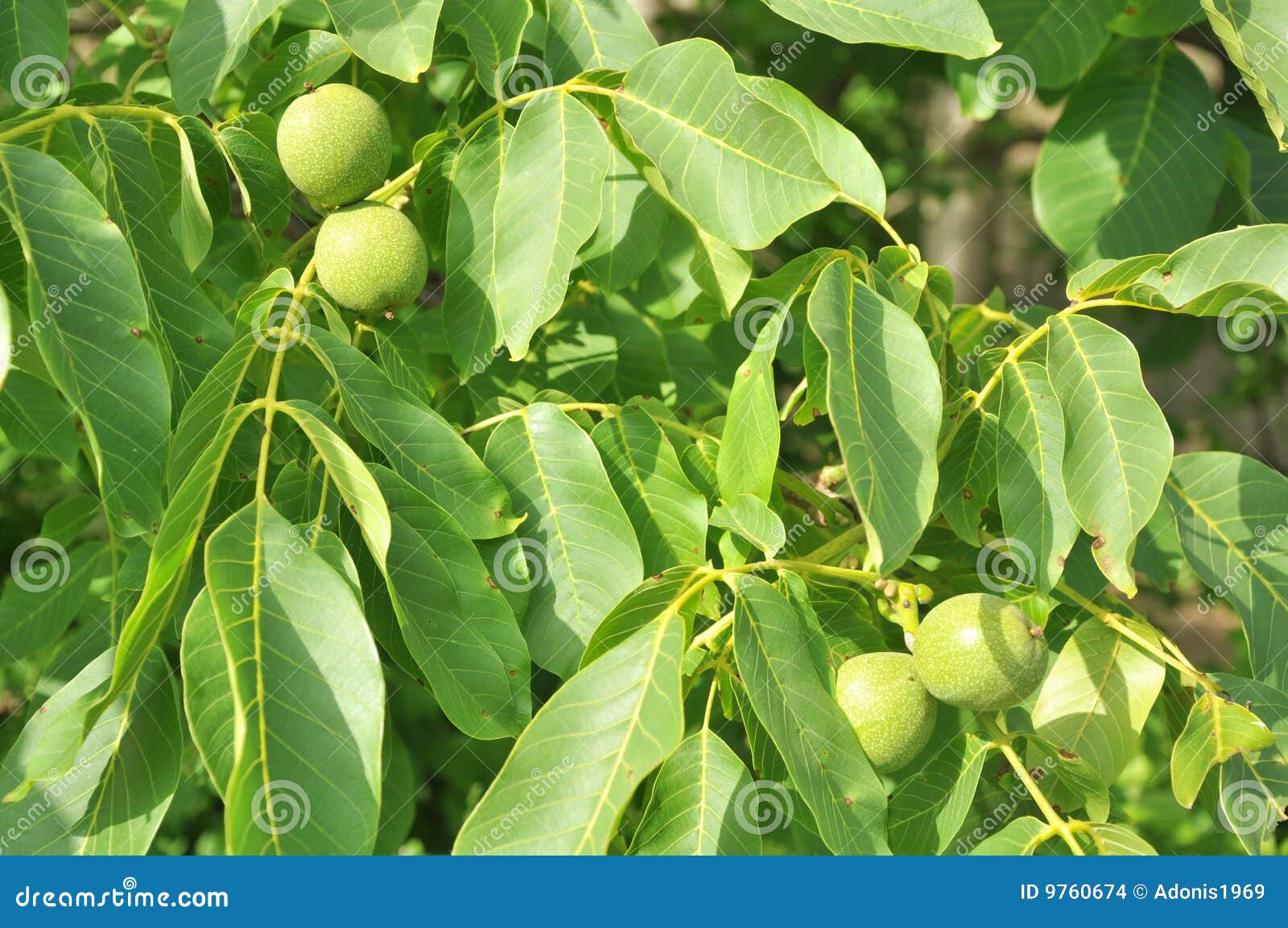 Walnuts on a tree stock photo. Image of ingredient, outdoors - 9760674