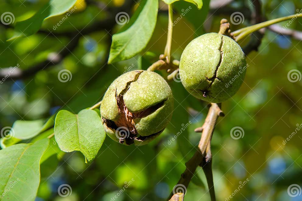 Walnuts on a Tree Branch in the Garden. Stock Image - Image of grow ...