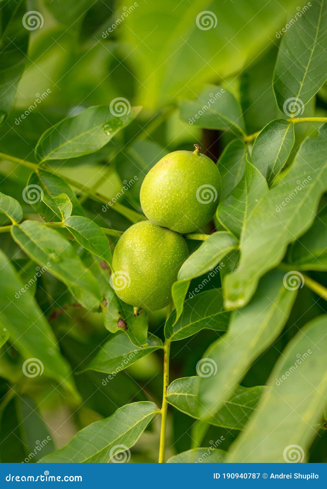 Walnuts on Tree Branches in the Summer Stock Image - Image of plant ...