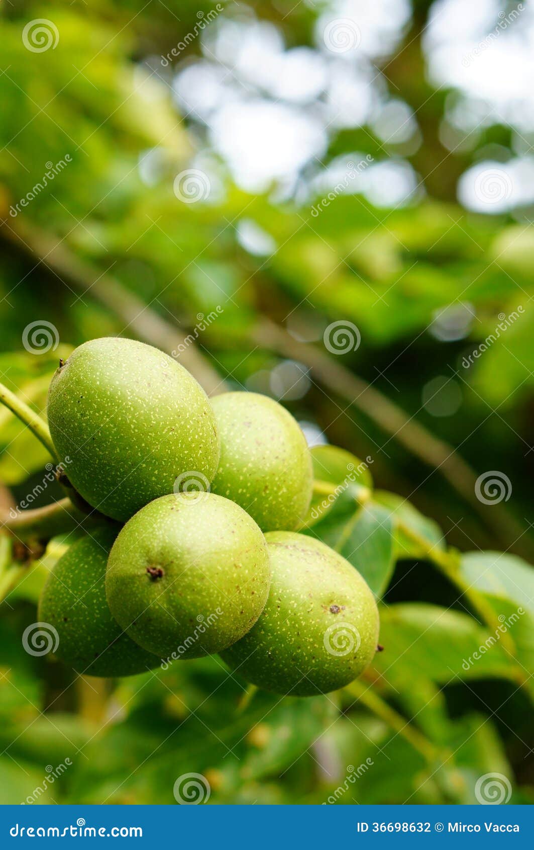 Walnuts on tree stock photo. Image of tree, outdoor, fruit - 36698632