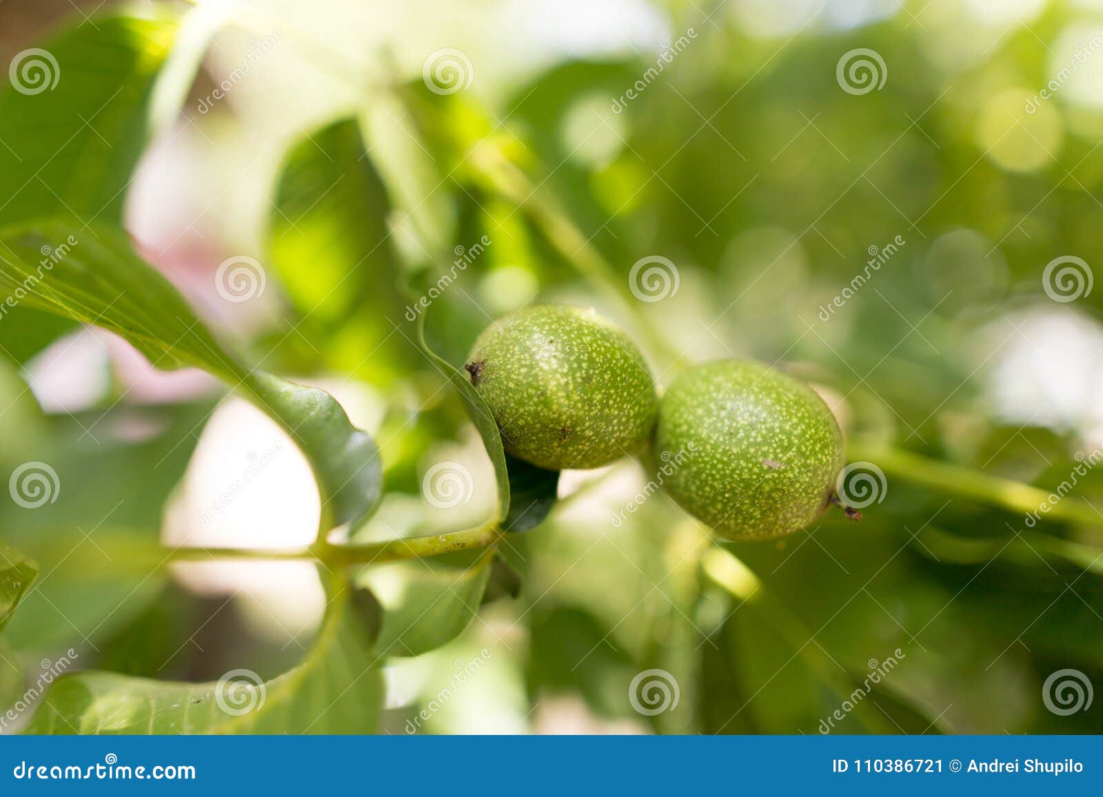 Walnuts on the Tree in the Garden Stock Image - Image of grow, walnut ...