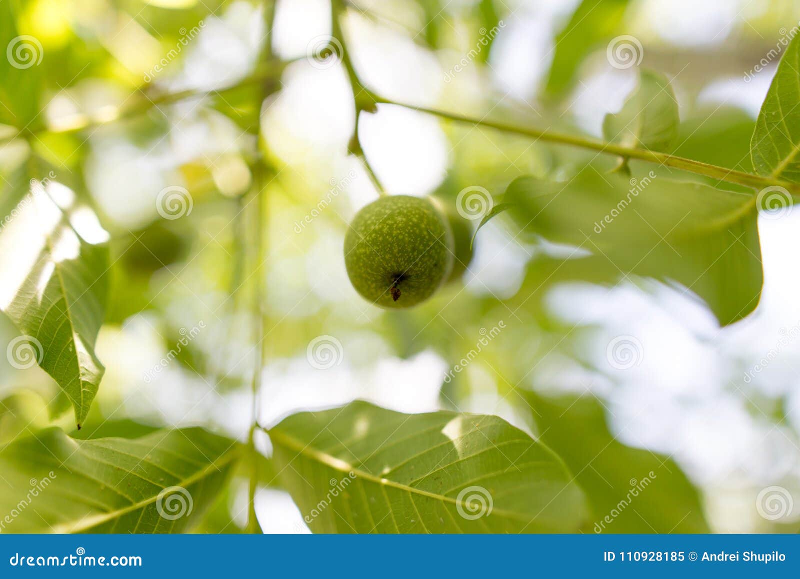Walnuts on the Tree in the Garden Stock Image - Image of walnut ...